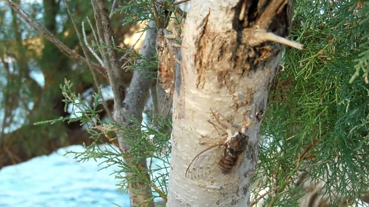 Цикады на Крите (Cicadas in Crete) - YouTube