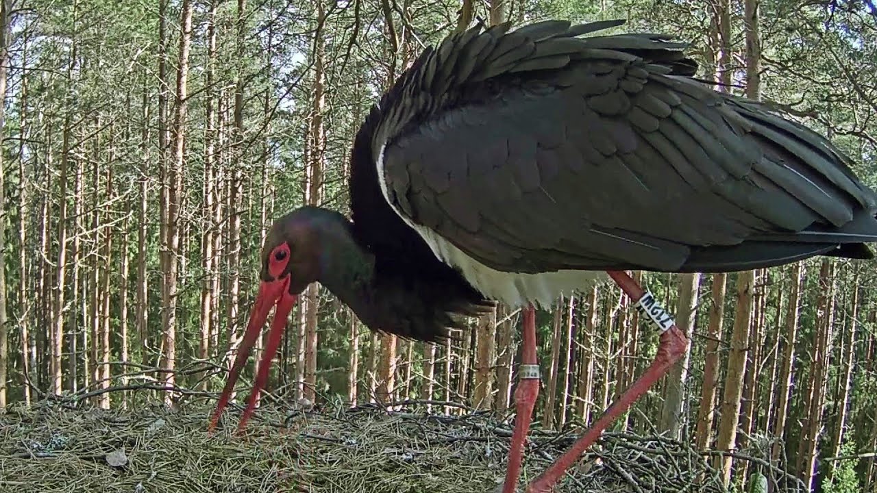 Must toonekurg~Eedi visits the nest from Karl II~10:30 am 2021/04/08 ...