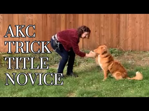 AKC Novice Trick Title Application - YouTube