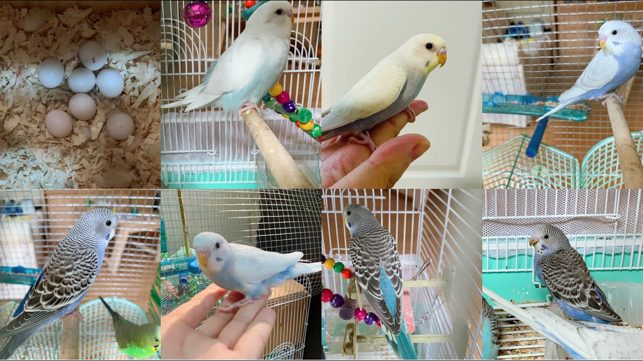 Baby Budgies Growth Stage Day1 to Day 40 | 7 eggs all live | Miracle of ...