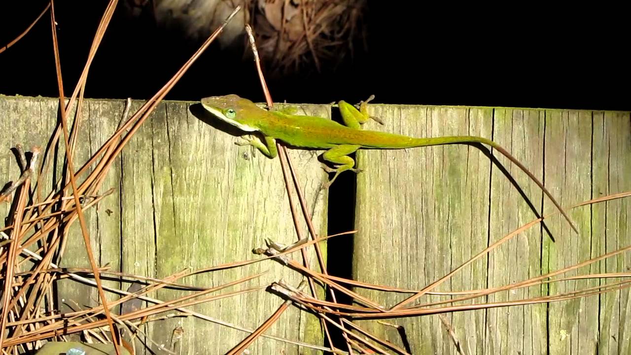 Color changing anole lizard - YouTube