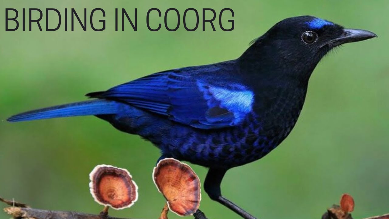Birding in Coorg | Coorg Sightseeing | Birdman of Coorg | Birding Tour ...