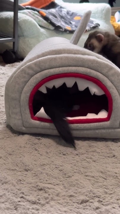 Ferrets unboxing their new shark bed #ferrets #unboxing #animalhelpers ...