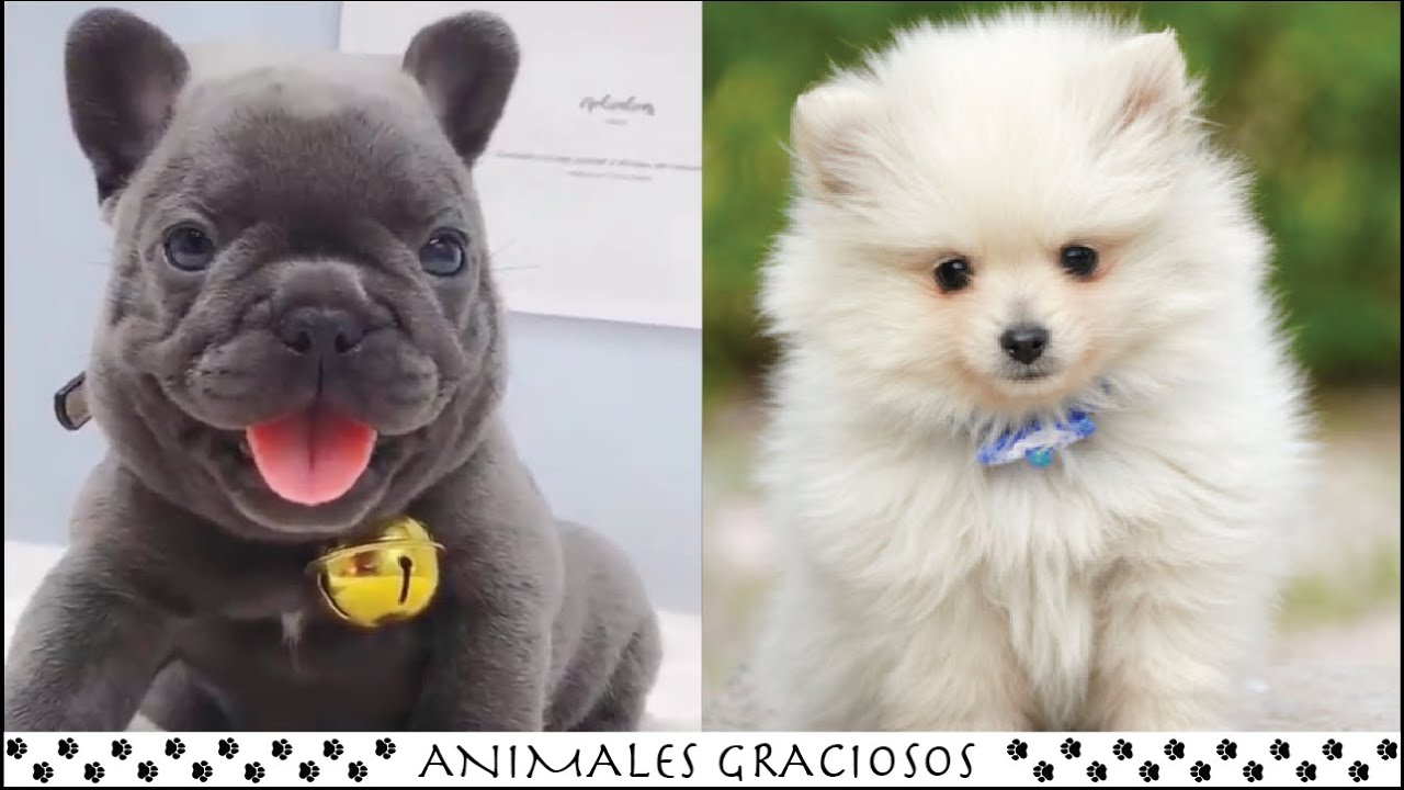 Perritos graciosos | Recopilación de videos de perritos lindos y ...