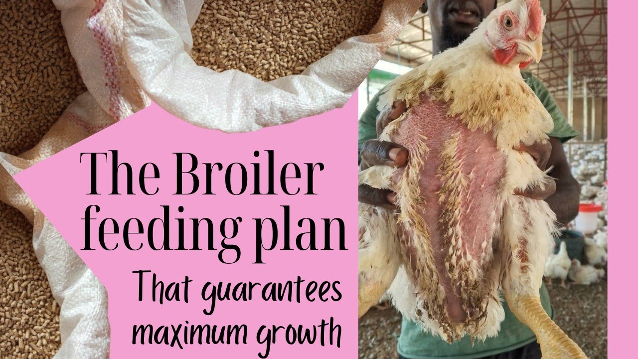Broiler feeding plan for maximum growth - YouTube