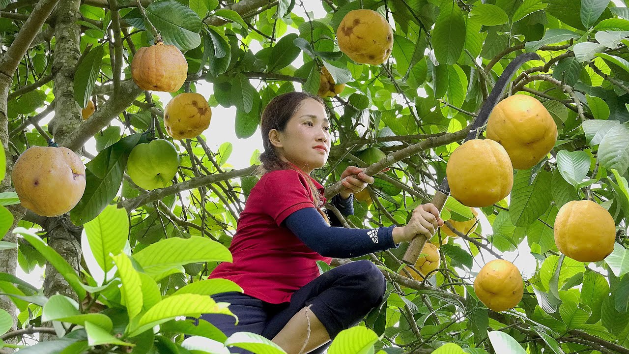 Harvesting Sour Ear fruit (Rare Fruit) Go to the market to sell - Lý ...