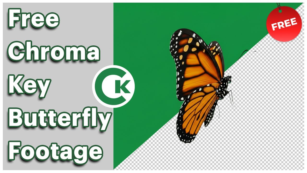 Butterfly Green Screen Footage | Free Chroma Key Insect - YouTube