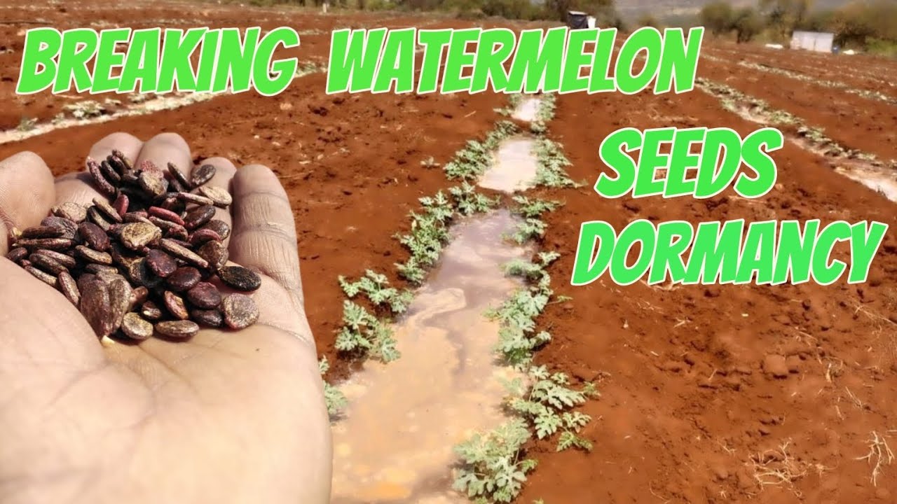 How to break watermelon seeds dormancy to get 💯 germination - YouTube