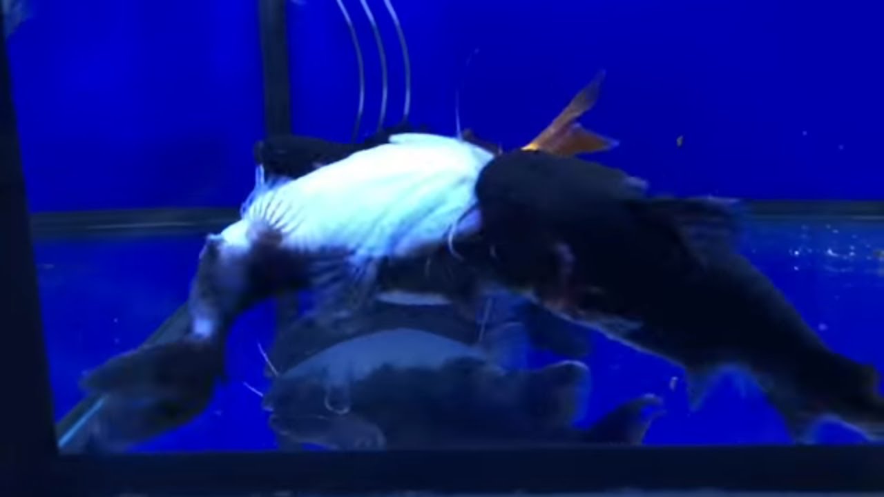 Pez sapo,blob catfihs,asterophysus batrachus.devorando cometas BLOB ...