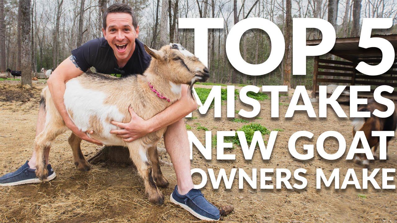 TOP 5 Mistakes New Goat Owners Make - YouTube