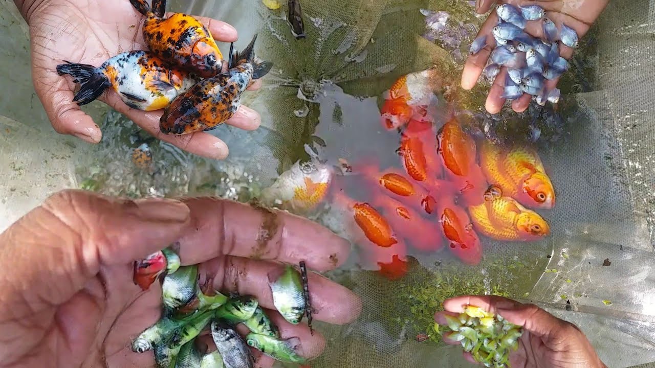 COLOUR FISH FARMING|রঙিন মাছের ফার্ম বড়গাছিয়া|YOU WILL FIND OVER ...