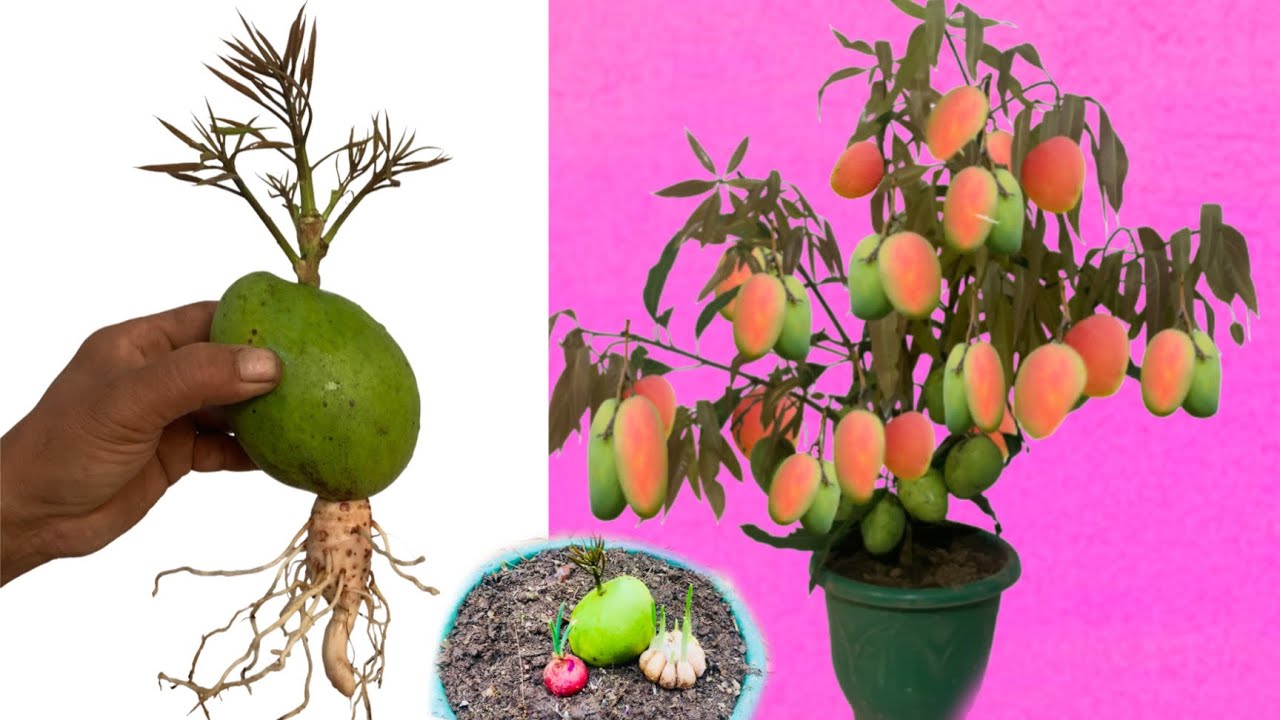 Great ways to Grow Mango Branches in Mangoes@ - YouTube