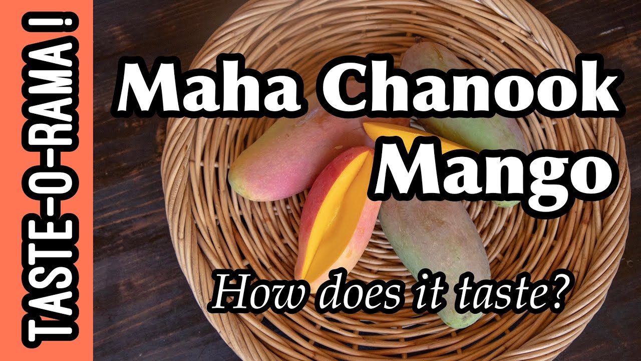 Taste-O-Rama! 'Maha Chanook' Mango~ How does it taste? - YouTube