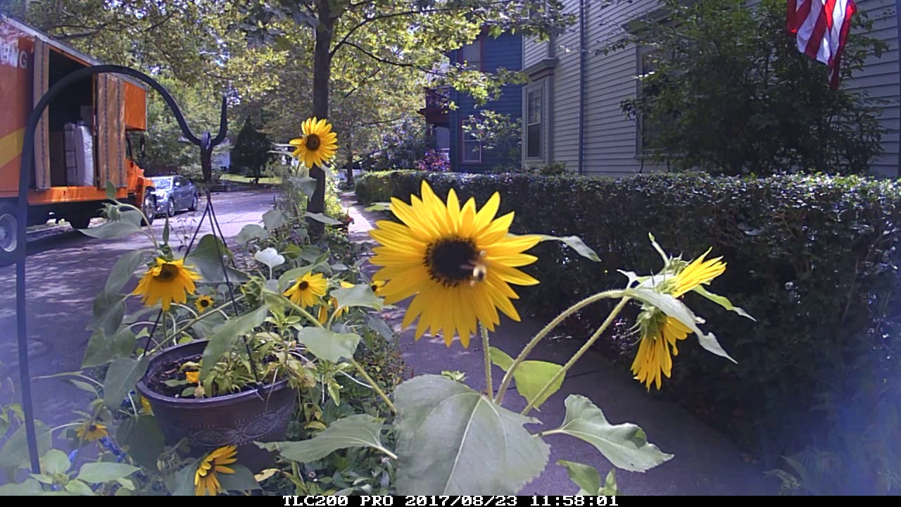 Sidewalk Sunflowers - YouTube