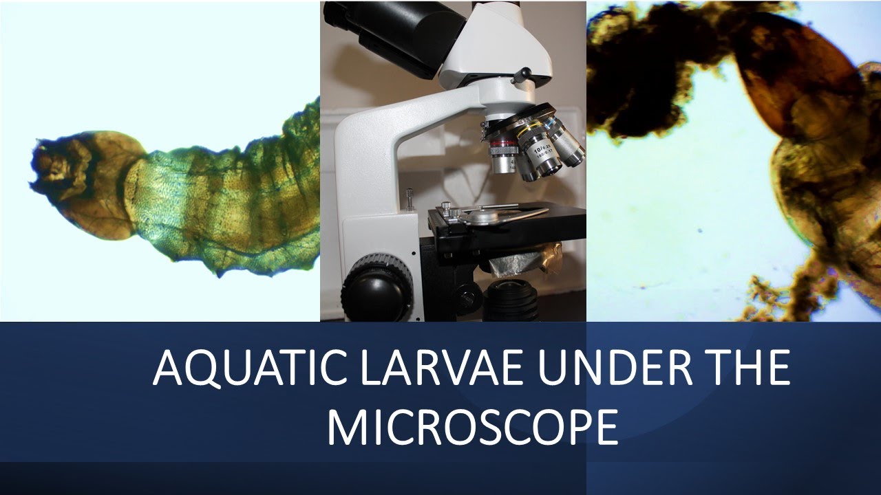 AQUATIC LARVAE (CHIRONOMIDAE) UNDER THE MICROSCOPE - YouTube