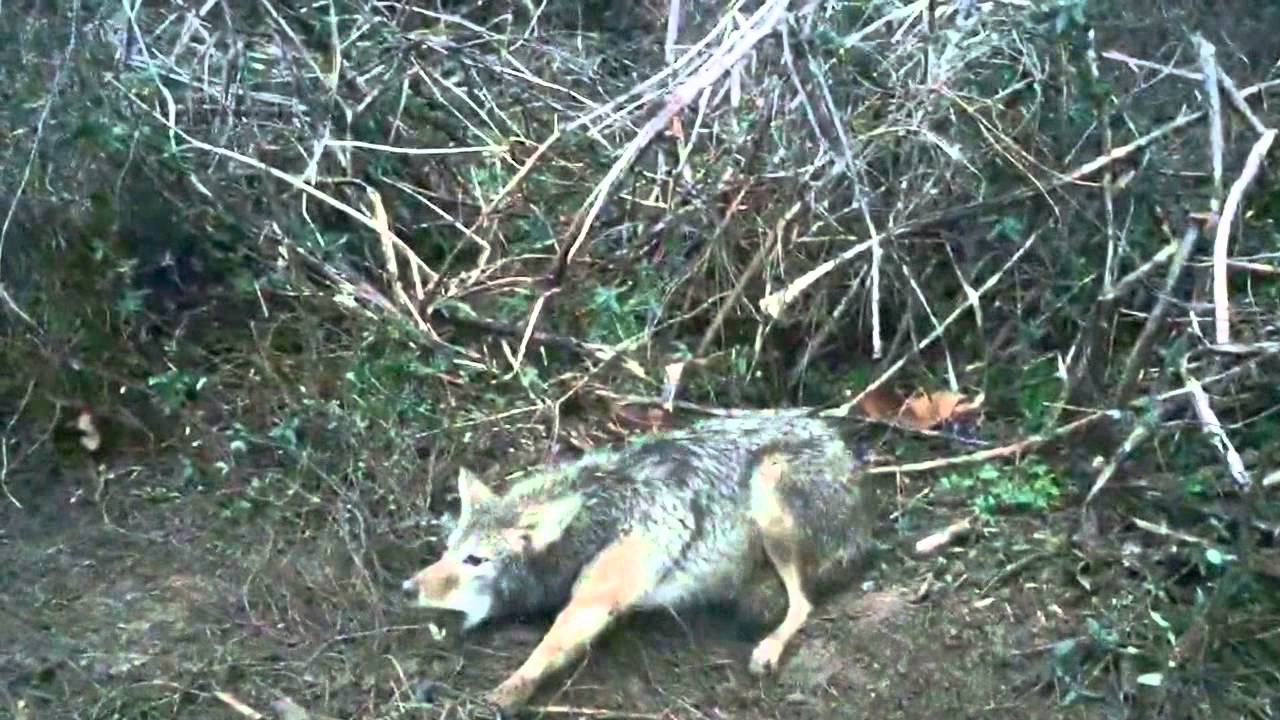 Second Coyote 1-26-2016 (Lightened) - YouTube