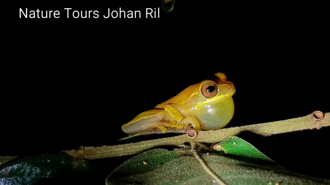 Yellow Treefrog Rana arboricola amarilla Dendropsophus microcephalus ...
