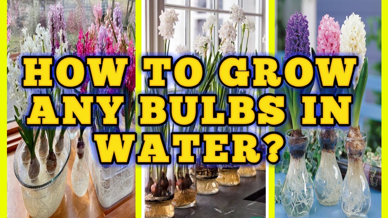 Growing Flower Bulbs In Water