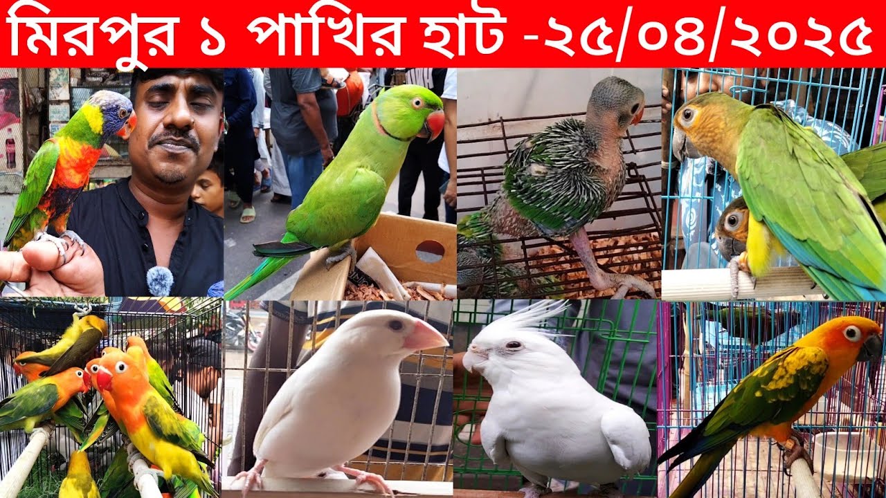 মিরপুর ১ পাখির হাট ২৫/০৪/২০২৫ l Bird marketin Bangladesh l Pakhir hat ...