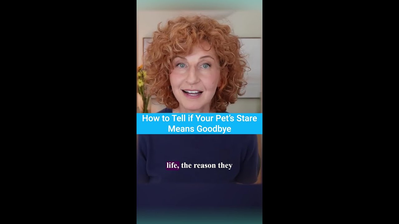 How to tell if your pet's stare means goodbye - YouTube