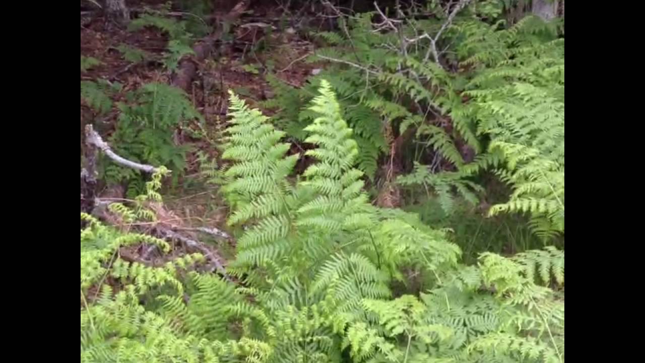dancing ferns - YouTube