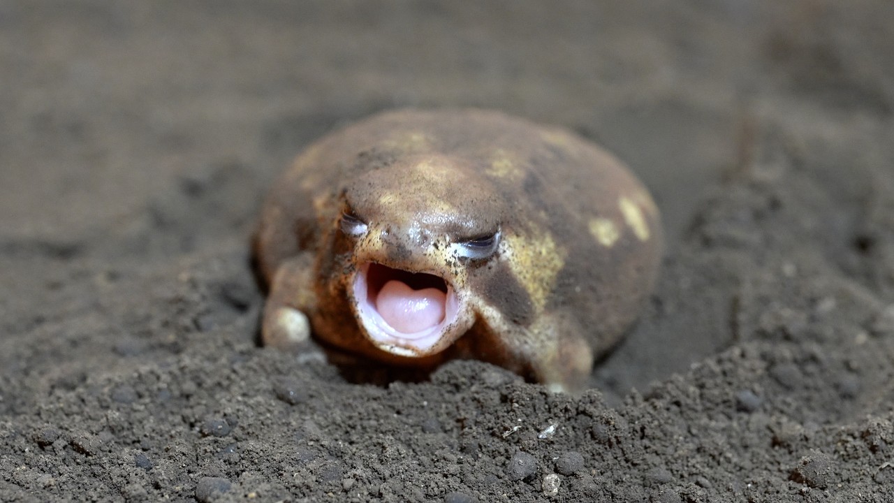 Rain frogs relaxing in paradise - YouTube