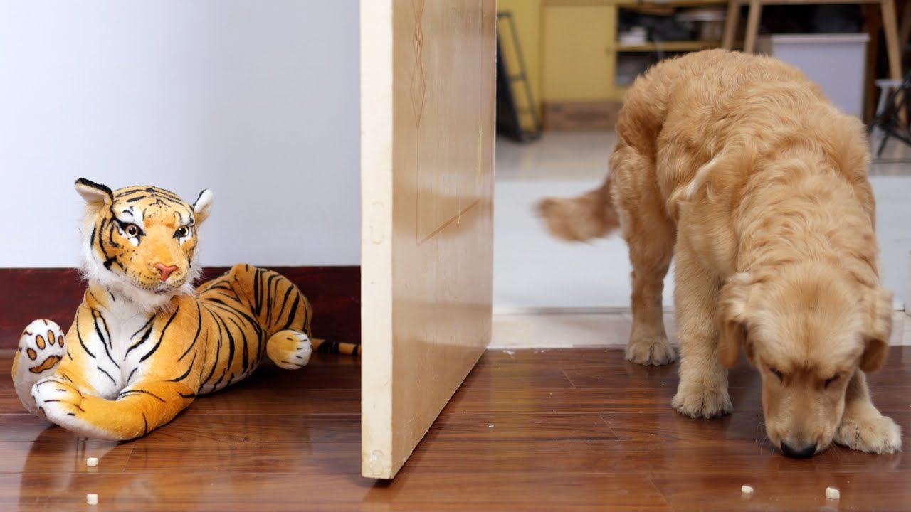Golden Retriever encounters a scary tiger while eating snacks - YouTube