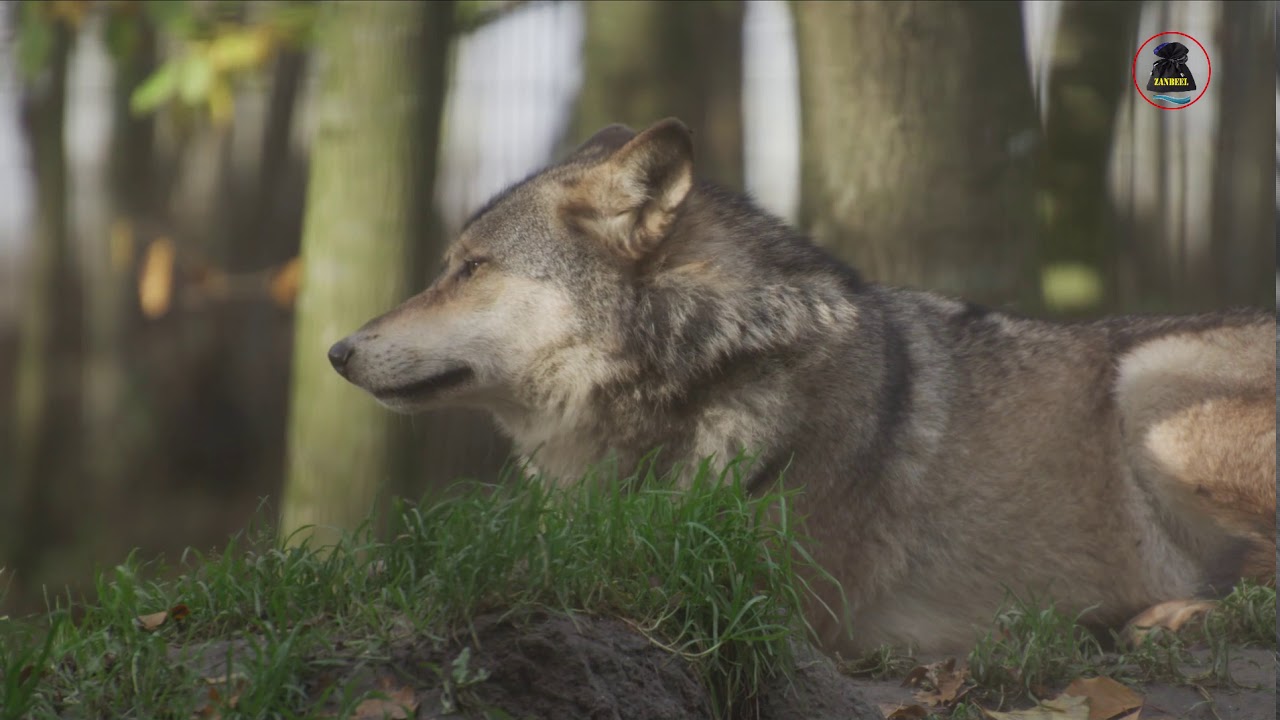 wolf in jungle/خونخوار بھیڑیا - YouTube