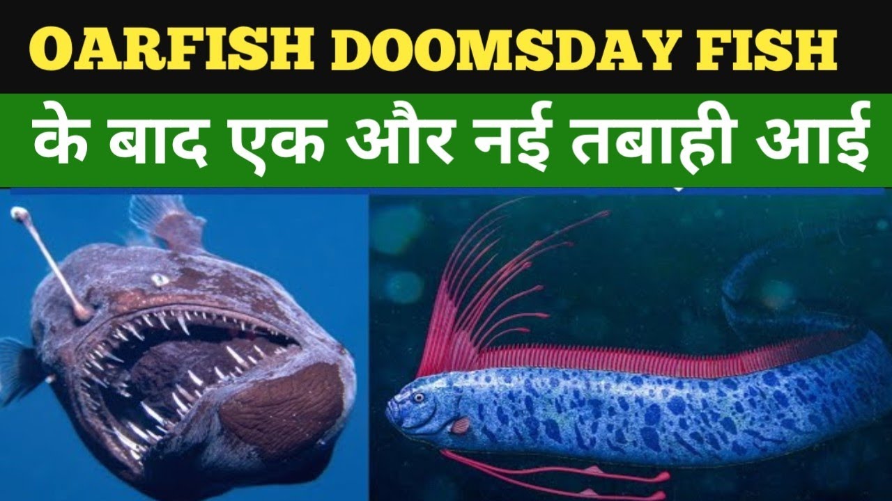 Doomsday Fish : OARFISH | MAXICO के एक समुद्र तट पर OARFISH | Why ...
