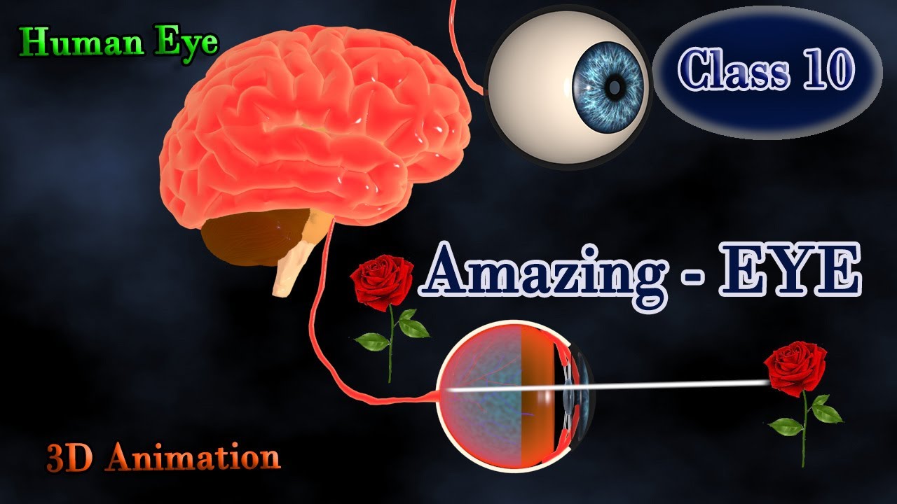 Working of Human Eye. - YouTube