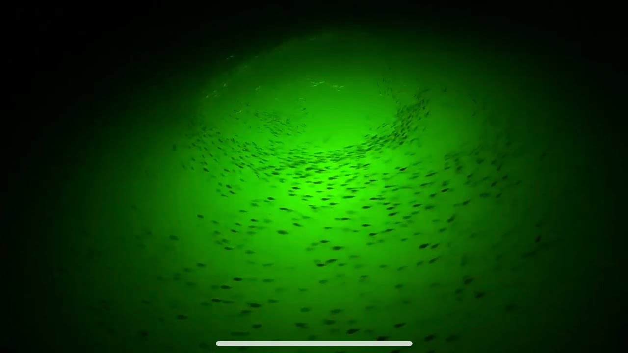 Fish Hypnosis - YouTube