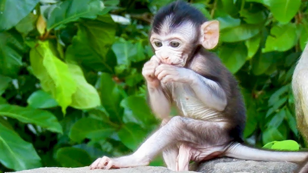 Cute new born baby monkey have no clothes but free living - YouTube