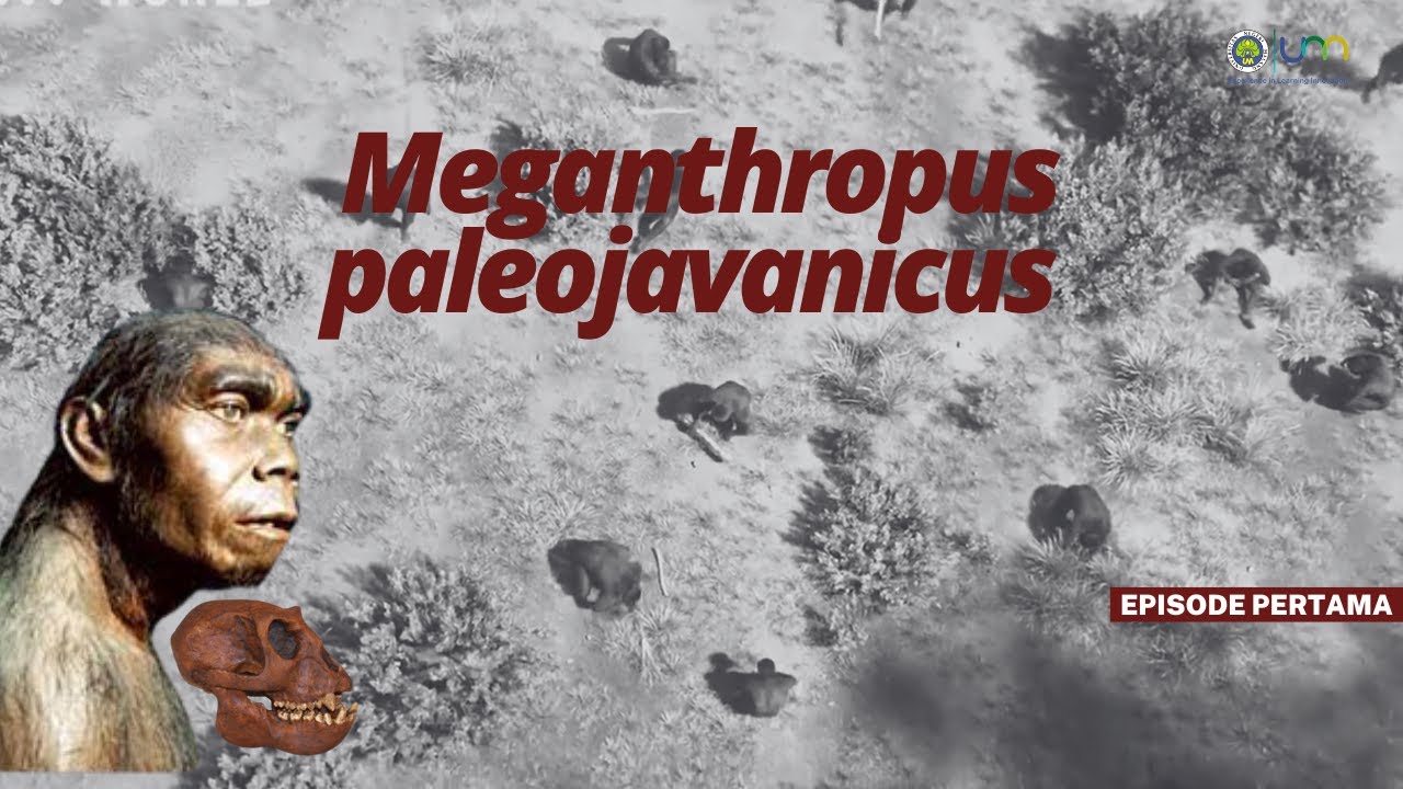 Megantropus paleojavanicus I Manusia Purba di Indonesia Eps.1 - YouTube