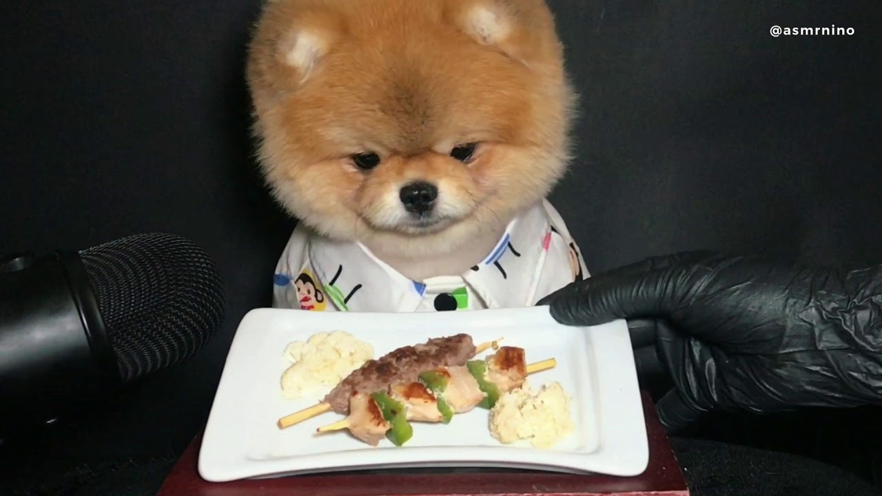 Pomeranian Dog Eating Kebab (No Talking) ASMR 먹방 EATING SOUNDS - YouTube