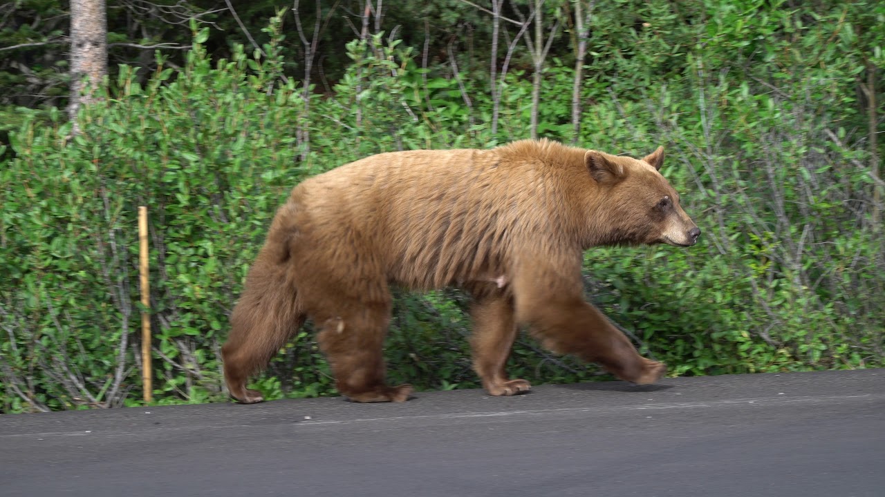 Bears in Banff - YouTube