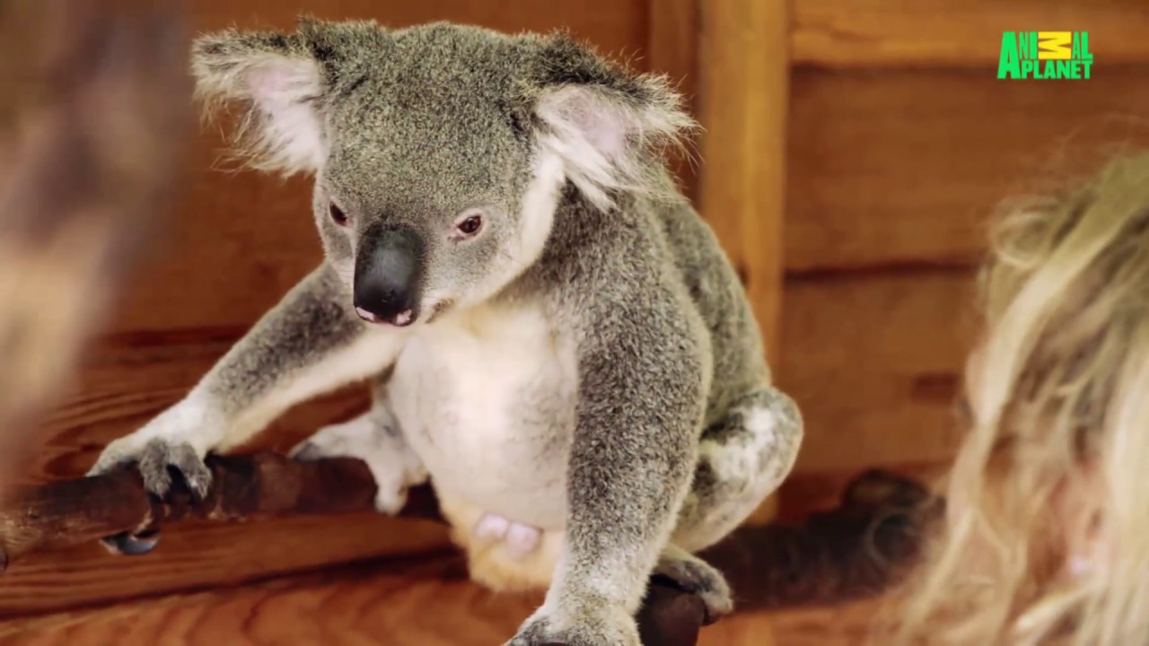 This Mother-Daughter Duo Are Koala Whisperers Episode | Dodo Heroes ...