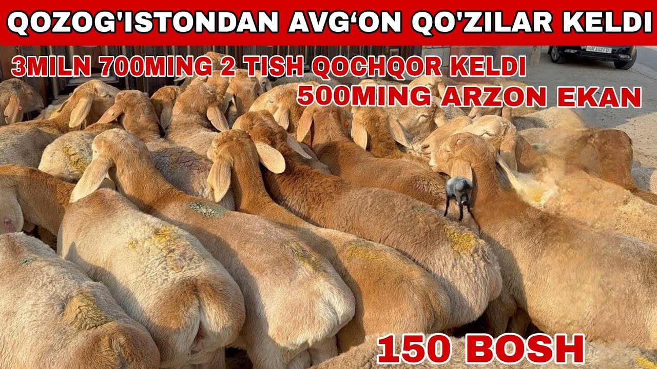 🇰🇿QOZOGISTON AVGON QOCHQOR KELDI 2 TISH QOCHQOR QOZINI NARIDA 3 MILN ...