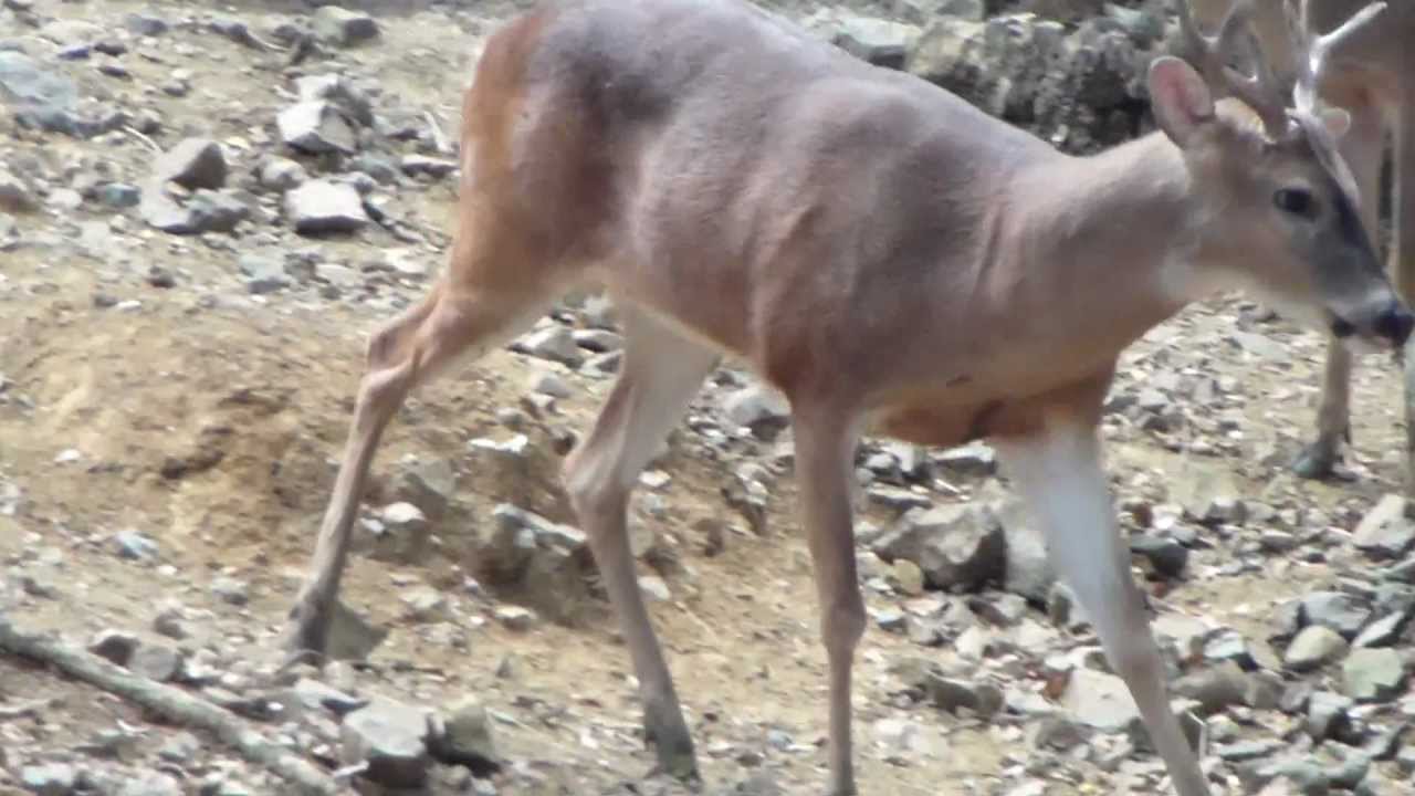 Venado Cola Blanca Albino