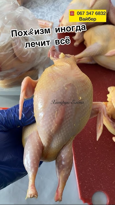 Купить Мясо Купить Самый крупный перепел в Украине селекция Хитрук ...