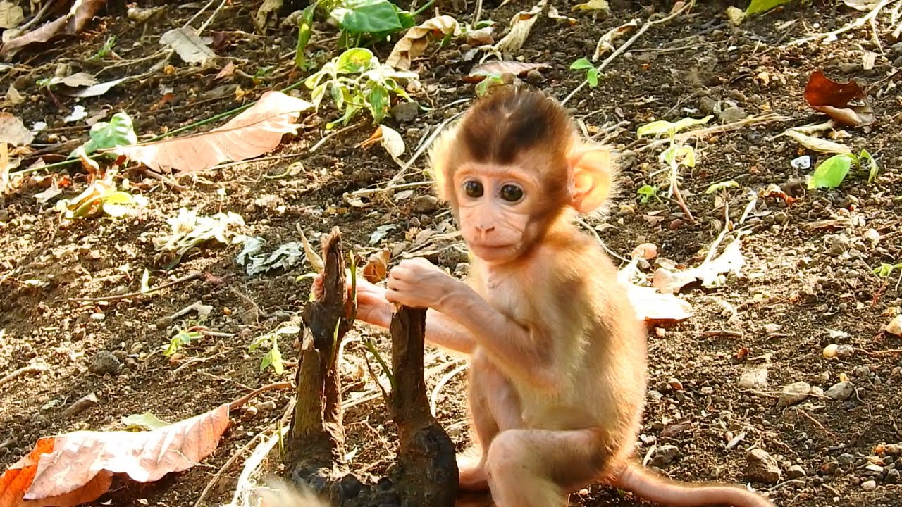 Young Mother ROSITA has good controller cute baby monkey ROMEO - YouTube