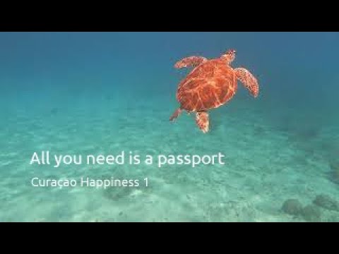 Zwemmen met schildpadden Curaçao | Dit is zo bijzonder, zo dichtbij ...