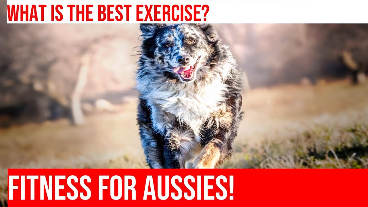 Exercises to Keep Your Australian Shepherd Fit and Healthy - YouTube