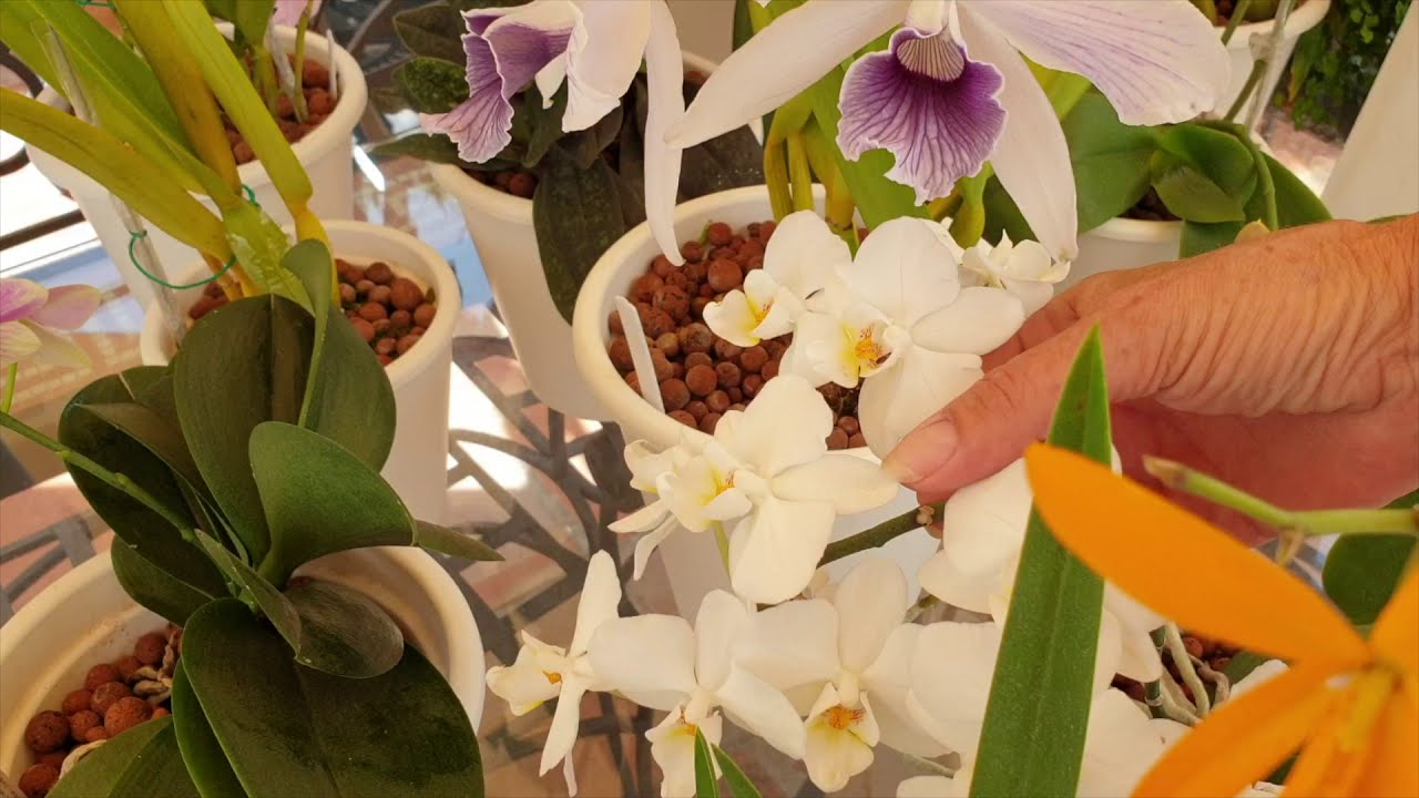 FLOWER POWER! Specifically ORCHID FLOWER POWER! Stunning, gorgeous ...