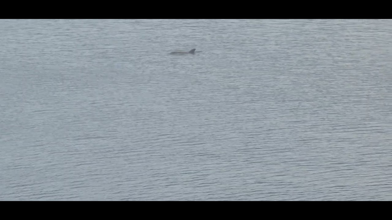 Tampa Bay Dolphin Sighting - YouTube