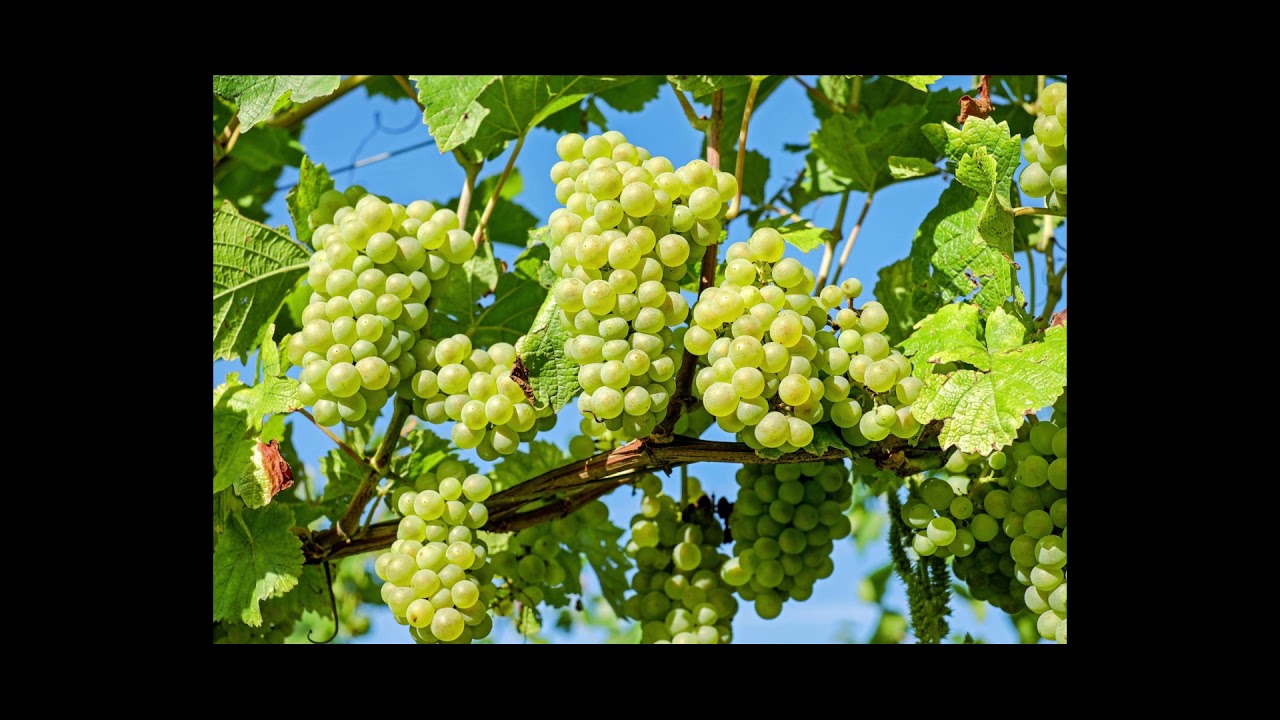 Saudi Arabia City most Grapes Producer - YouTube