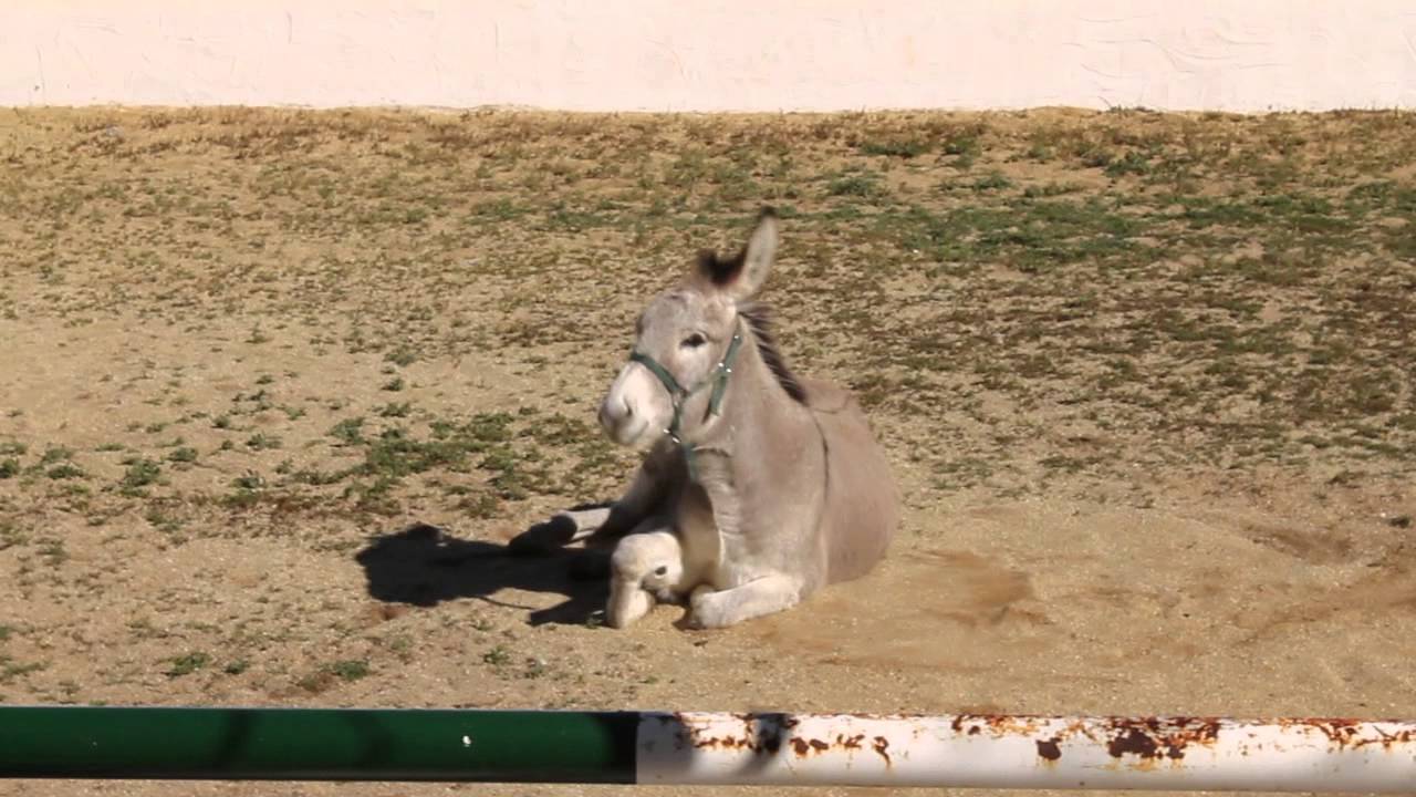 HARLEM SHAKE (Donkey Edition) - YouTube