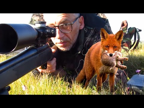 🇮🇹CACCIA: A NOCIVI COL RIGATO 9- caccia alla volpe-fox hunting