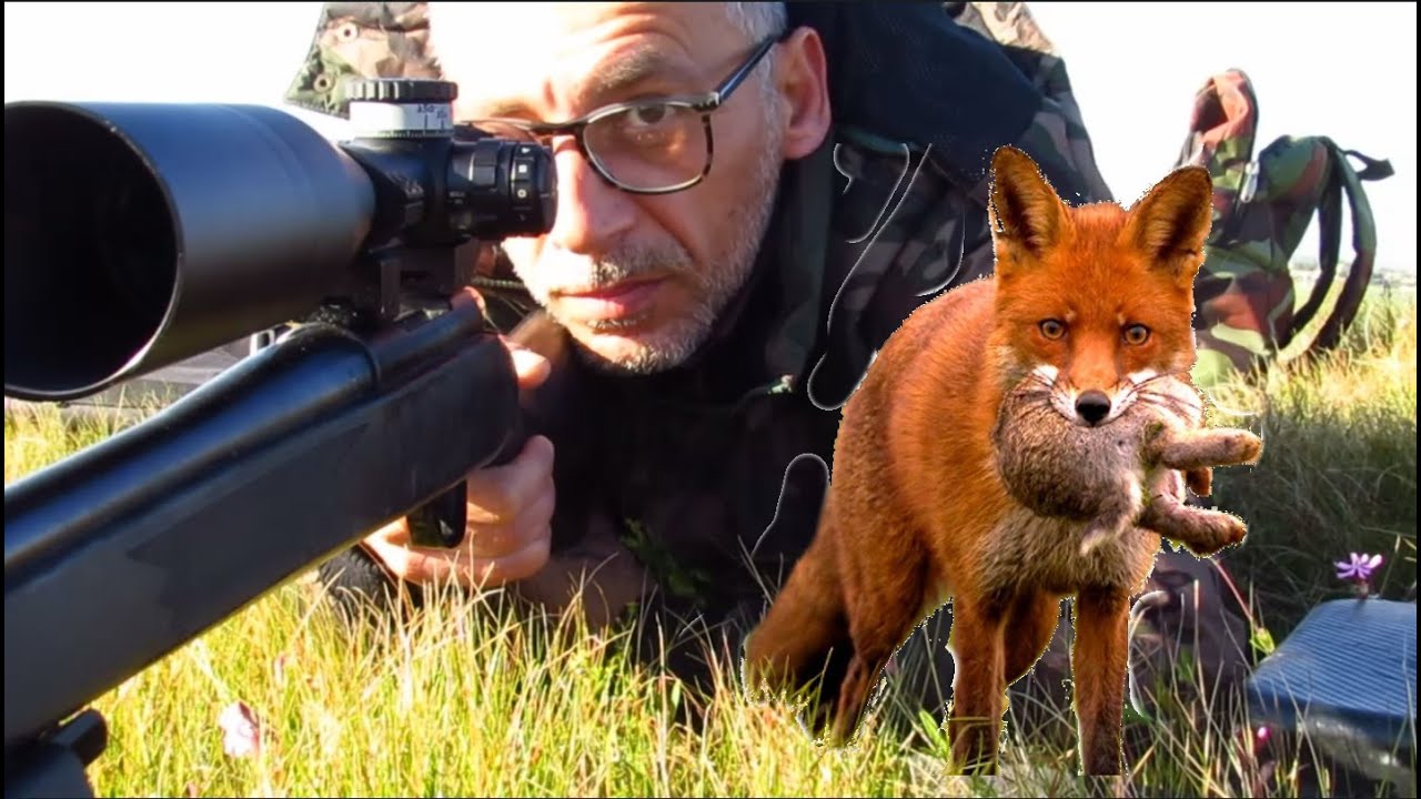 🇮🇹CACCIA: A NOCIVI COL RIGATO 9- caccia alla volpe-fox hunting - YouTube