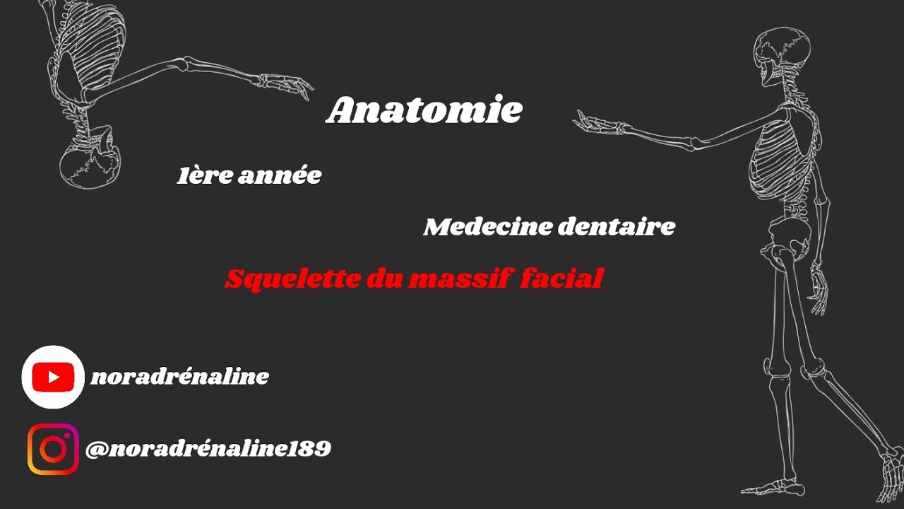 squelette du massif facial/ Anatomie/ شرح بالدارجة - YouTube