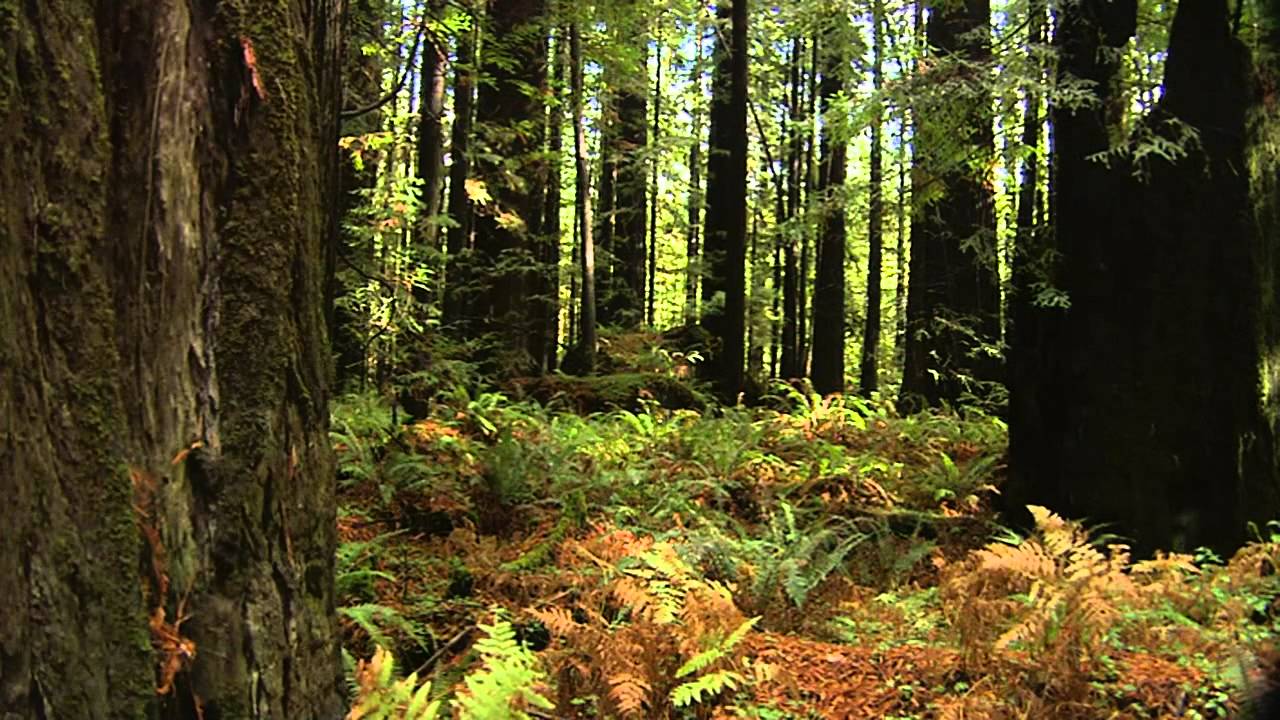 The Living Landscapes California Redwoods - YouTube